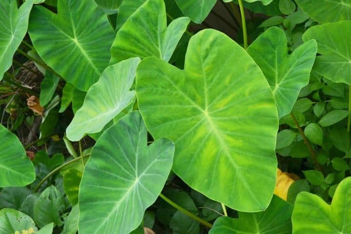 Cocoyam (Xanthosoma Sagittifolium) · eat well abi
