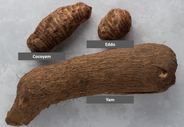 Cocoyam (Xanthosoma Sagittifolium) · eat well abi