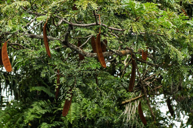 Ugba (African Oil Bean Seed) Sauce With Smoked Turkey · eat well abi